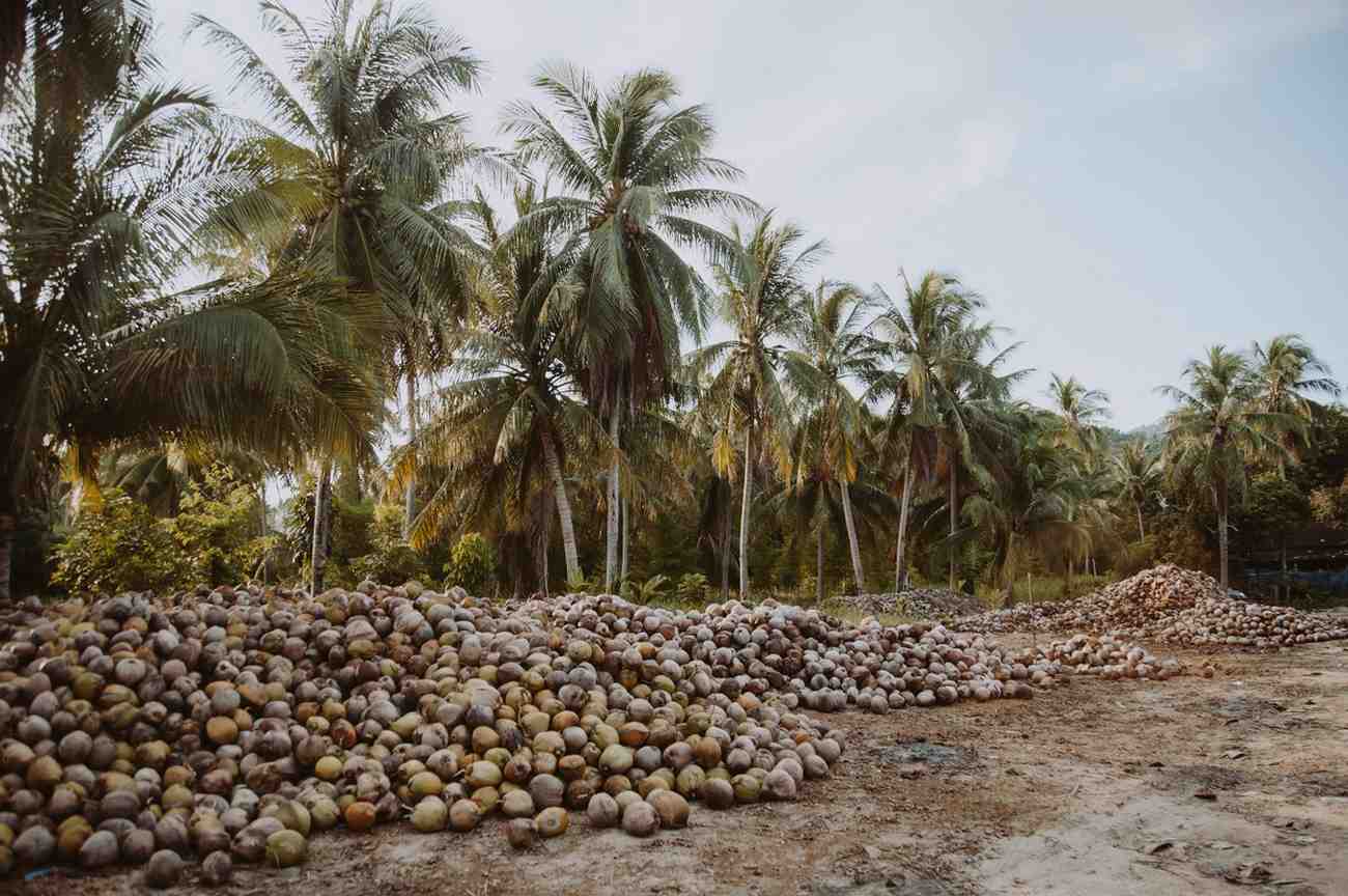 Utilization of Coconut Husk Waste